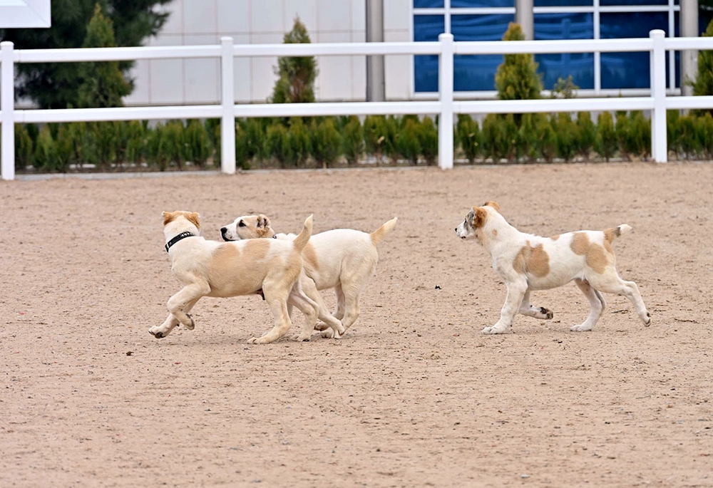 Turkmenistan Receives UNESCO Certificate for Alabai Breeding Art | Society